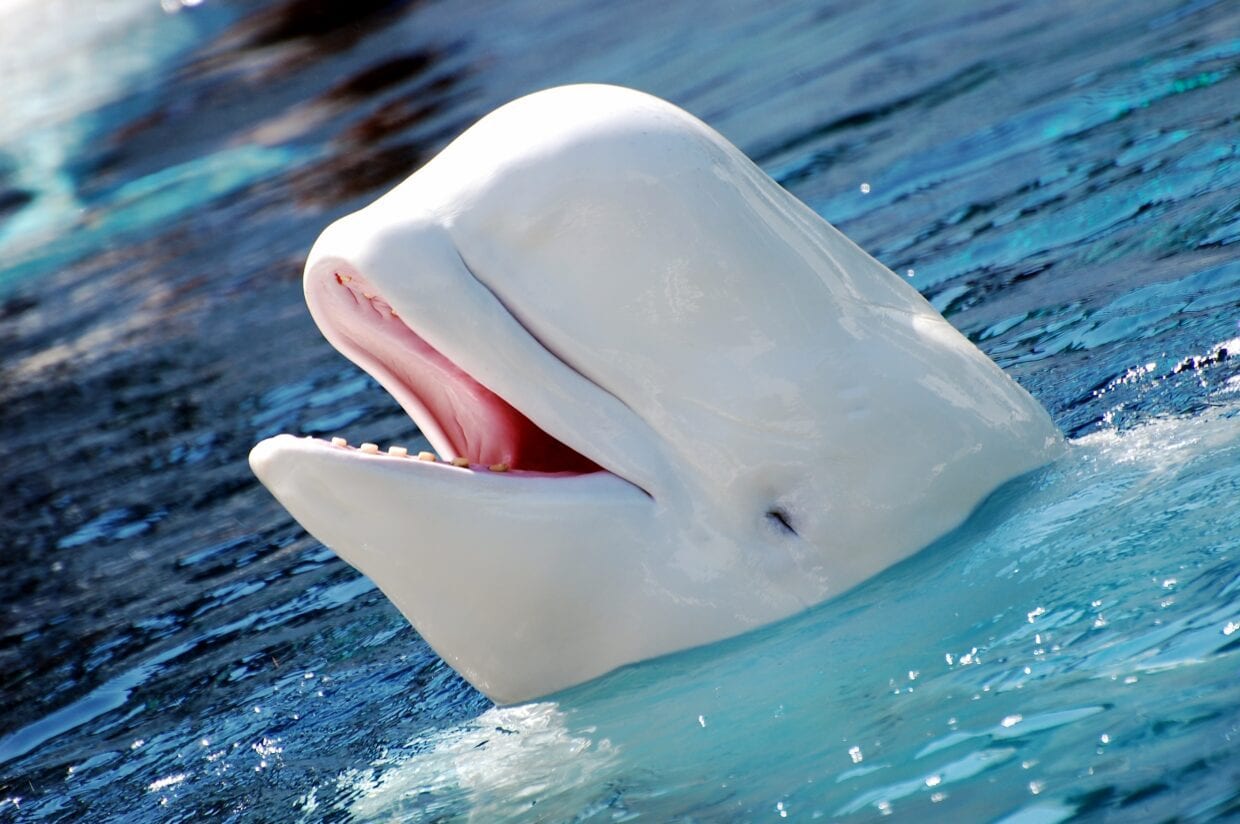 Beluga Whale Conservation and Protection Efforts - PixelsTalk