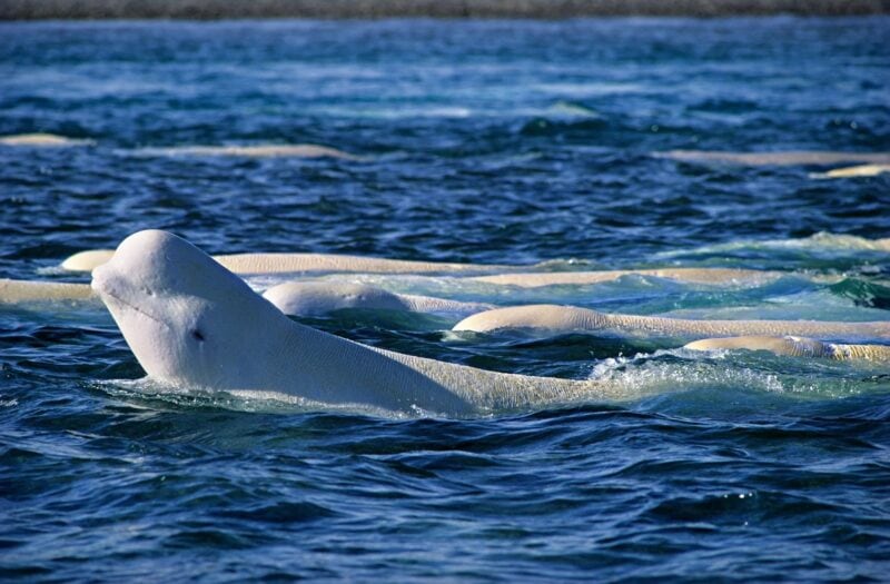 Beluga Whale Conservation and Protection Efforts - PixelsTalk