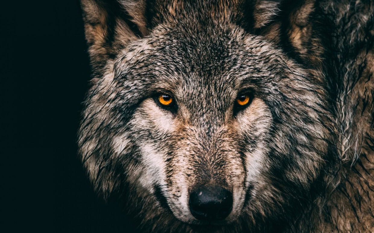 Gray Wolf Wallpapers - PixelsTalk