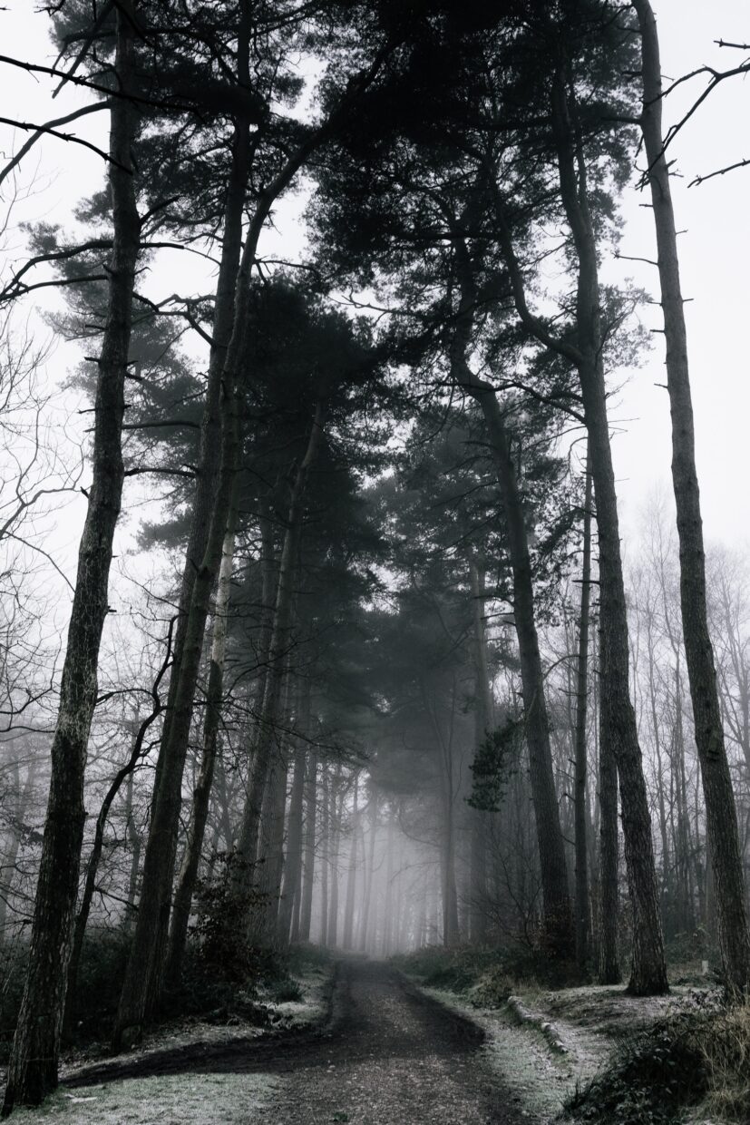 Haunted Forest Wallpapers for Halloween Decor Ideas - PixelsTalk