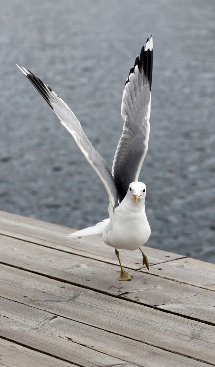 Seagull Wallpapers - PixelsTalk