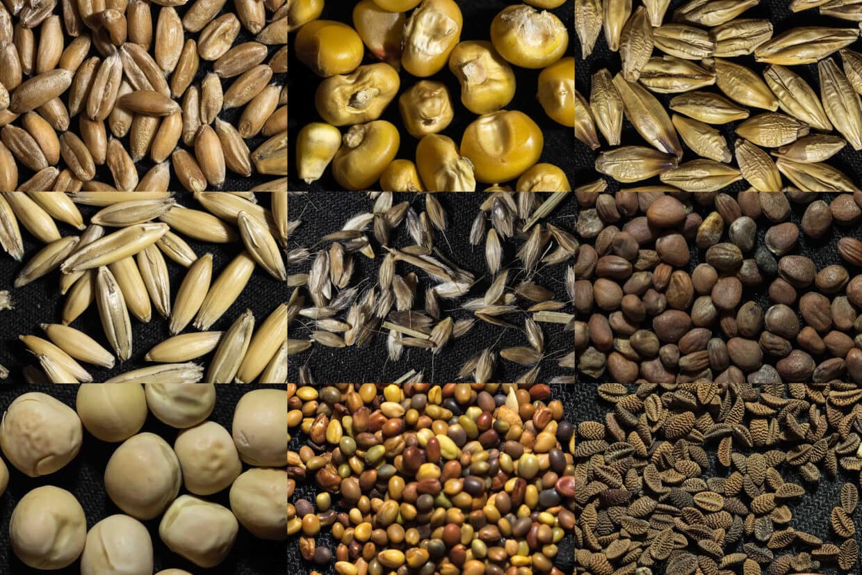 Seeds Wallpaper - PixelsTalk