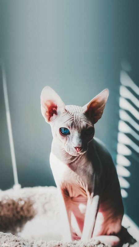 Sphynx Wallpaper - PixelsTalk