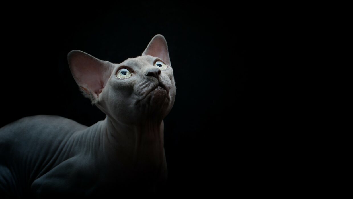 Sphynx Wallpaper - PixelsTalk