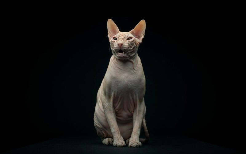 Sphynx Wallpaper - PixelsTalk