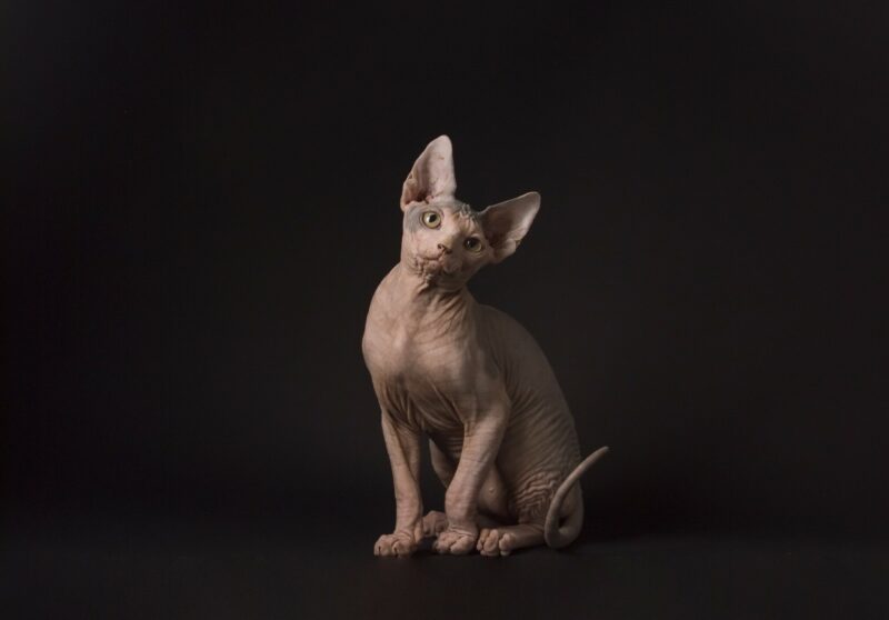 Sphynx Wallpaper - PixelsTalk