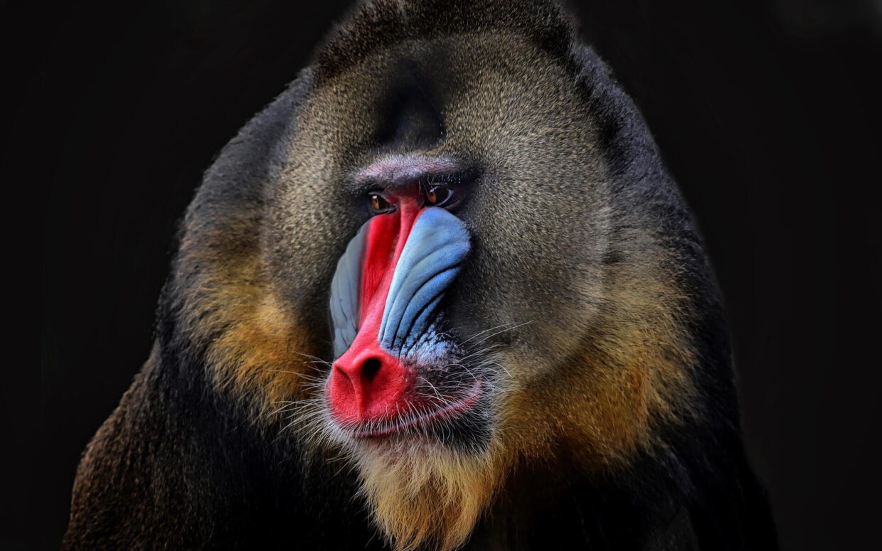 Baboon Wallpaper: Stunning Images for Download