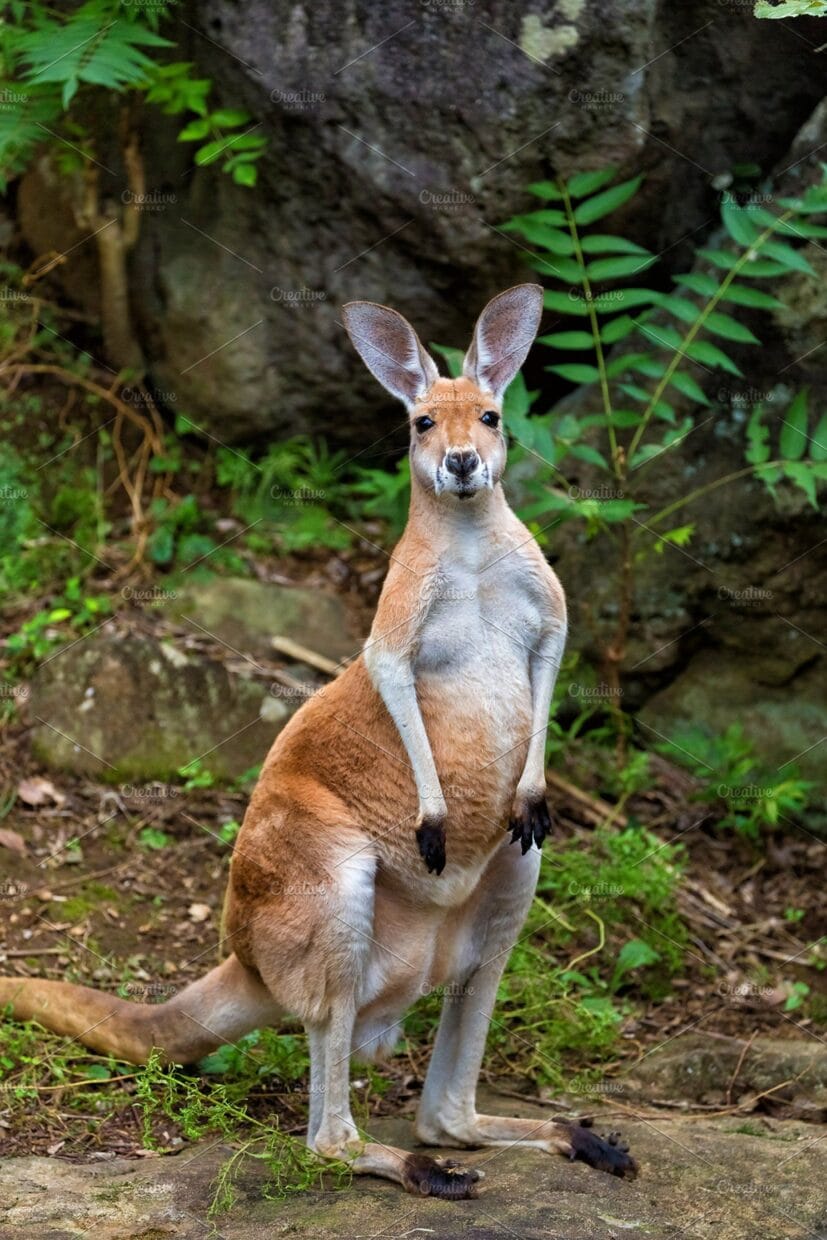 Kangaroo Wallpapers - PixelsTalk