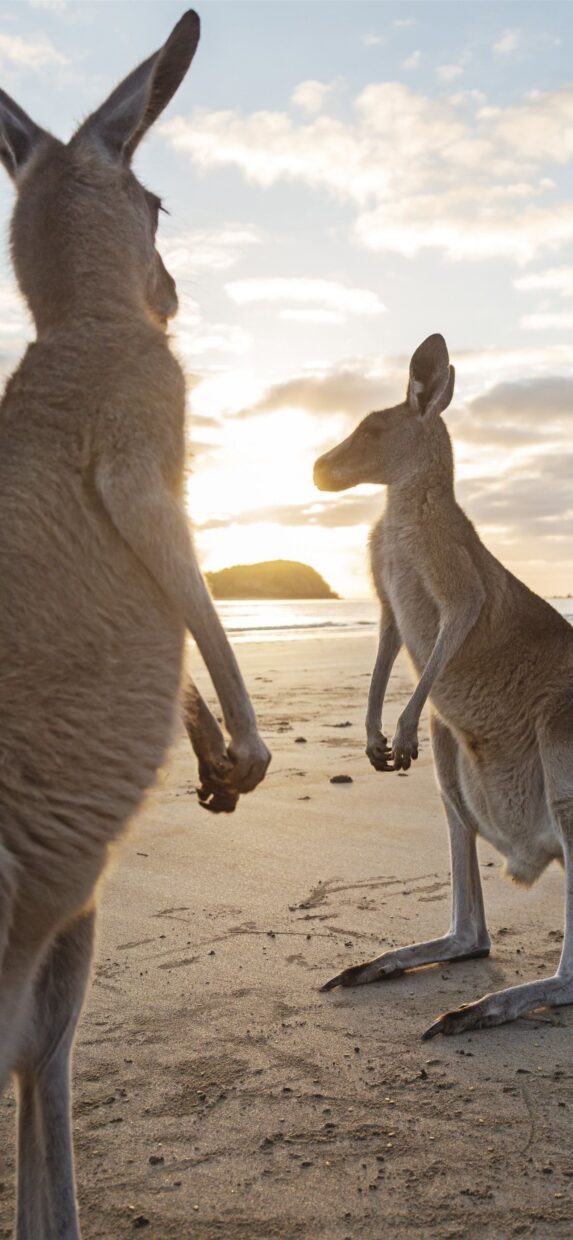 Kangaroo Wallpapers - PixelsTalk