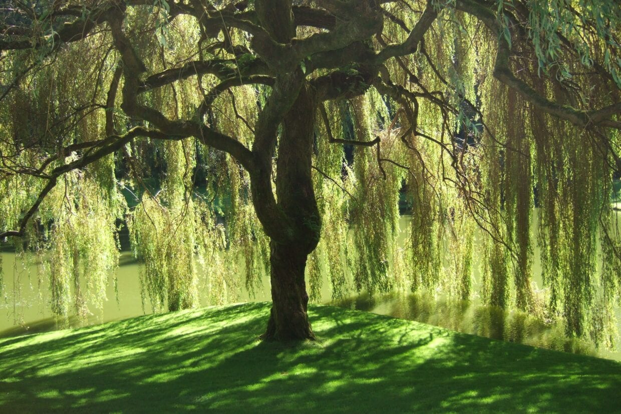 Willow Tree Wallpapers - PixelsTalk