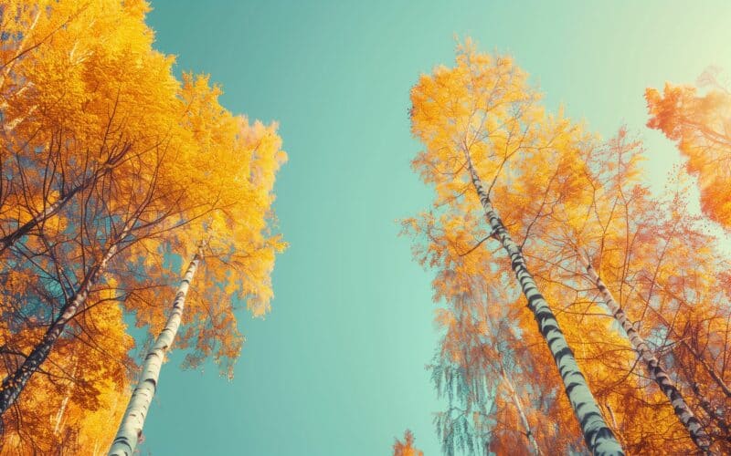 Autumn Desktop Wallpapers - PixelsTalk