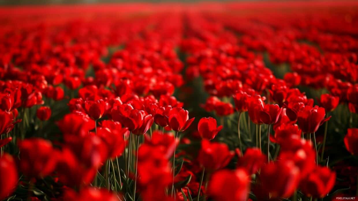 Desktop High Res HD Wallpapers - PixelsTalk