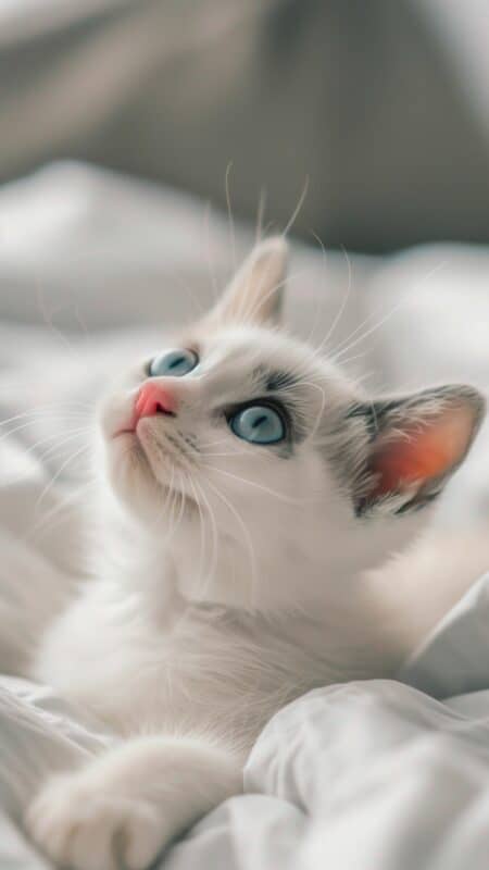 White Cat Wallpapers - PixelsTalk