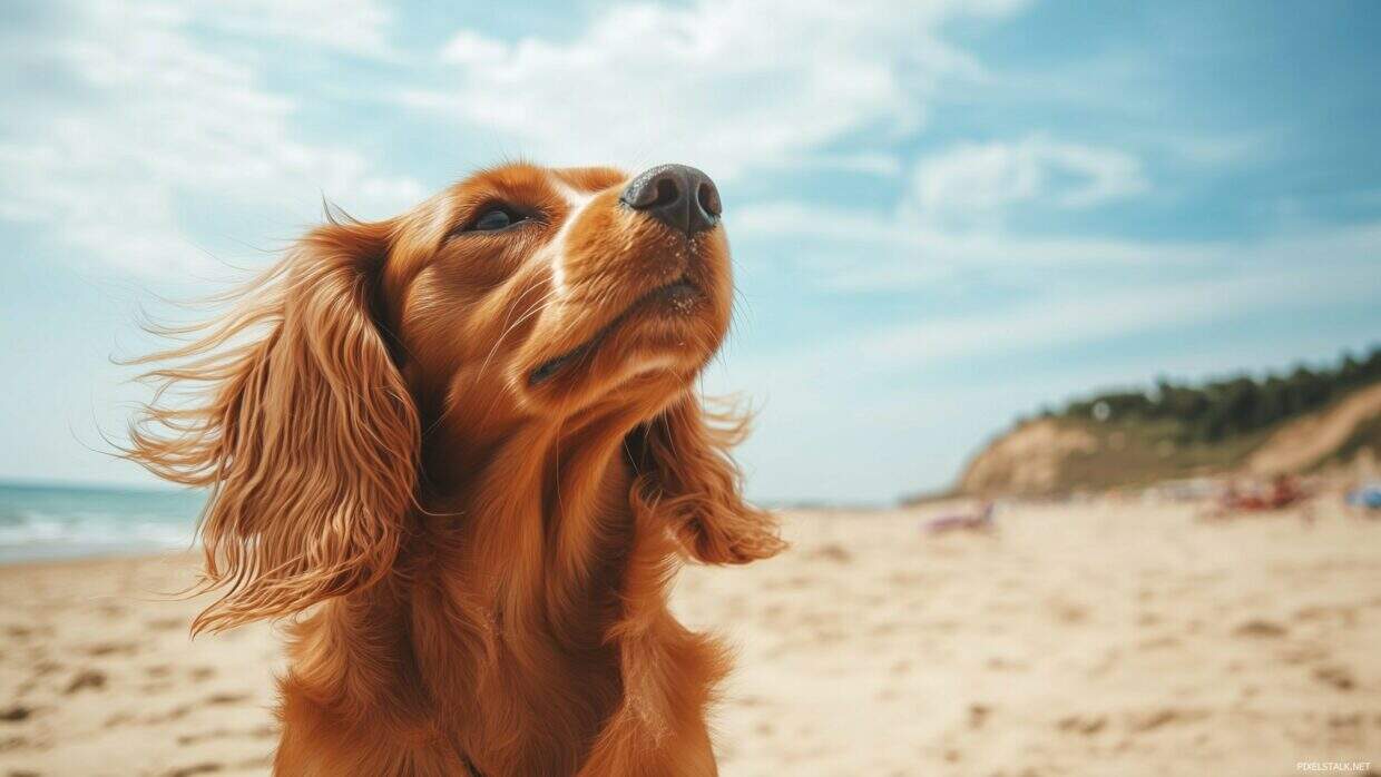 Dog Backgrounds - PixelsTalk