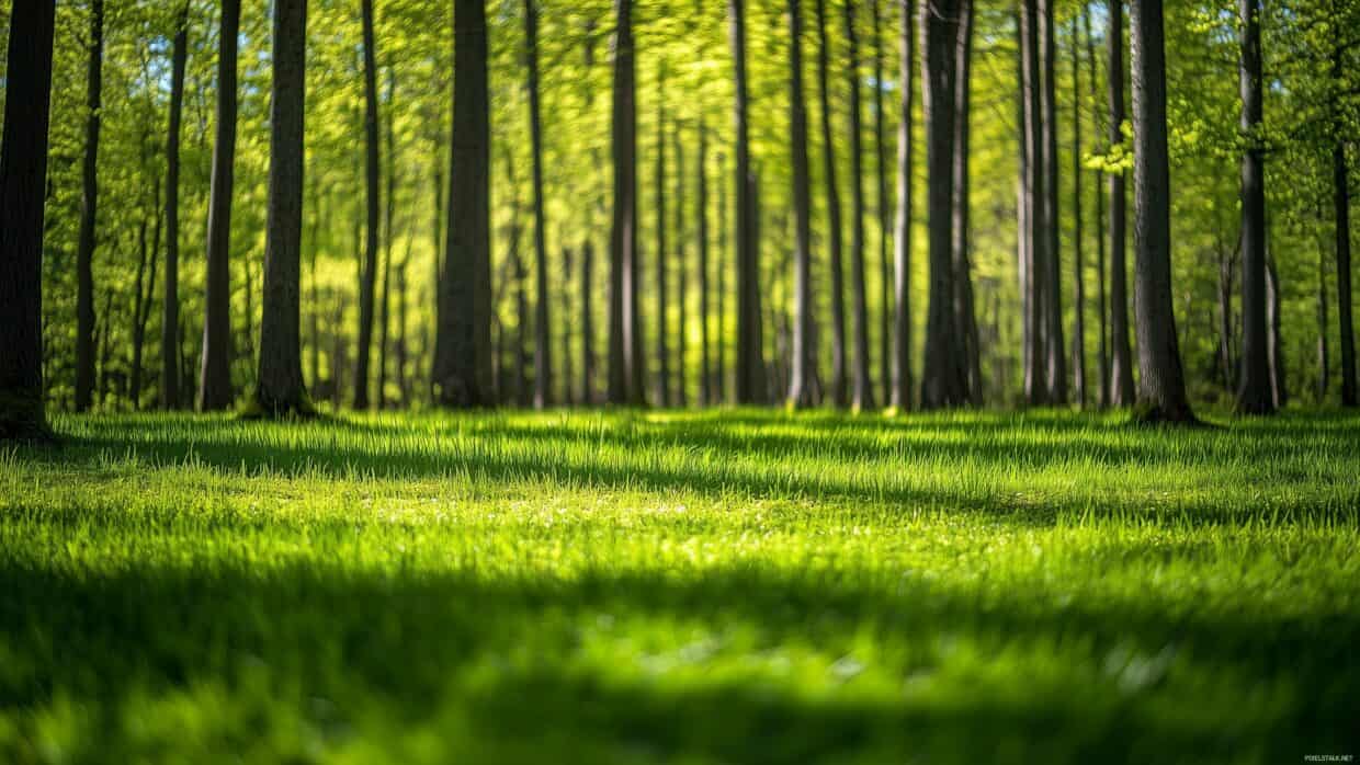 Forest Green Wallpapers - PixelsTalk