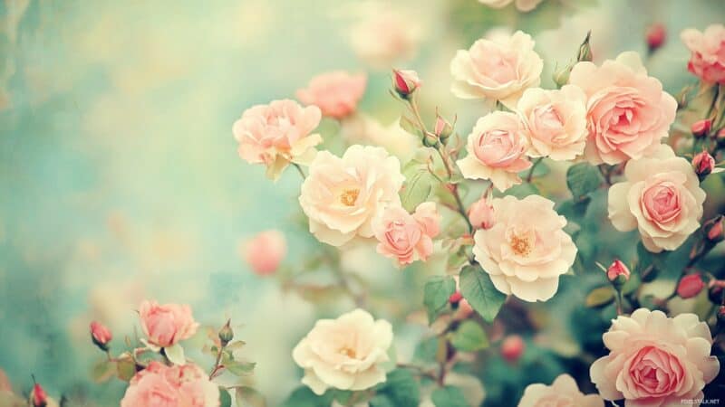 Roses Wallpapers HD for Desktop - PixelsTalk