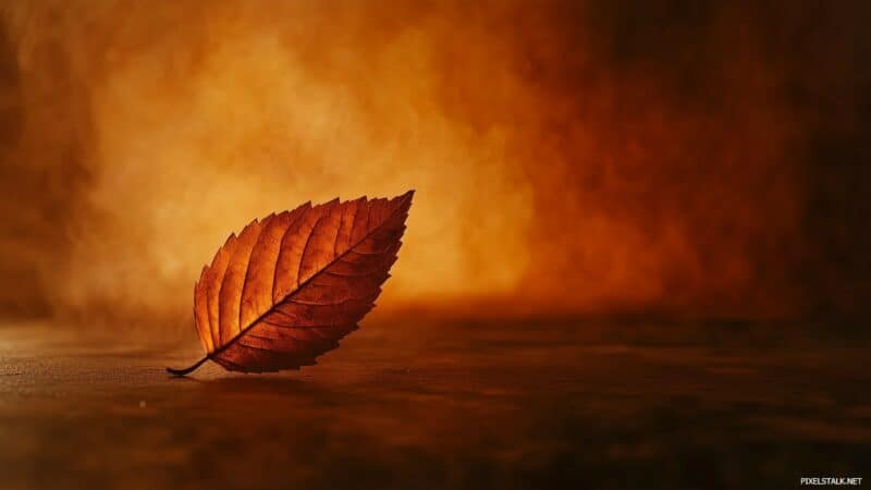 Autumn Leaves Desktop Wallpapers - PixelsTalk