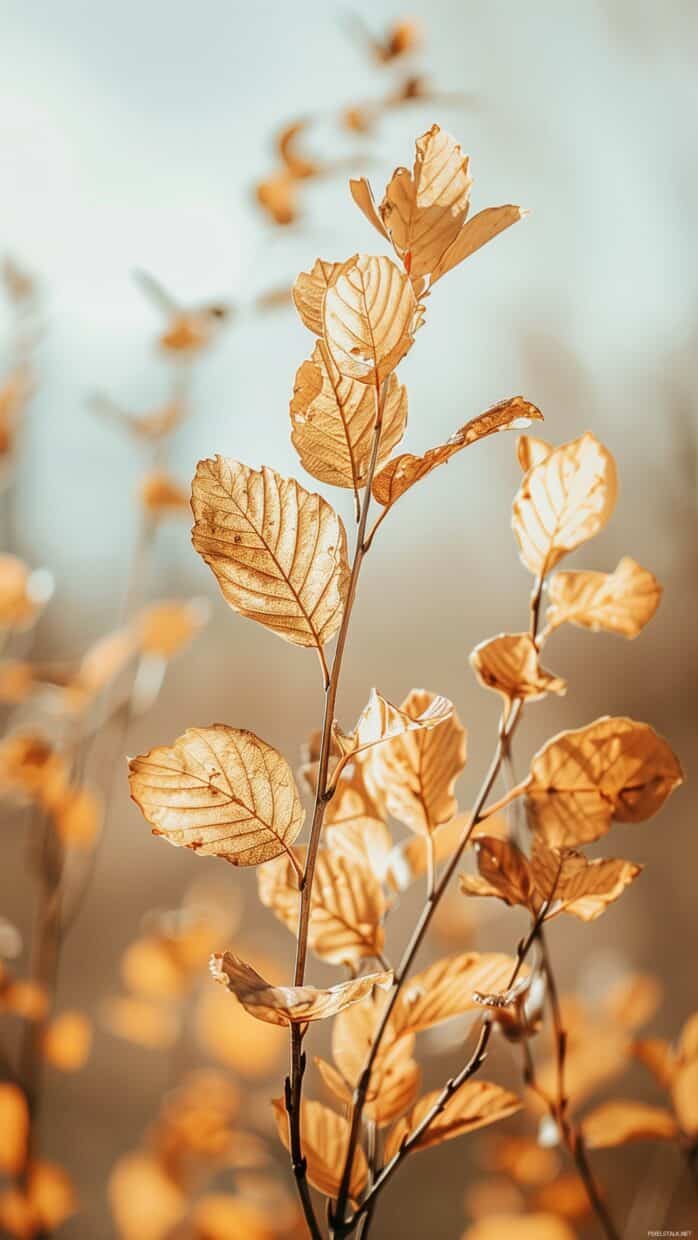 Autumn Phone Wallpapers - PixelsTalk