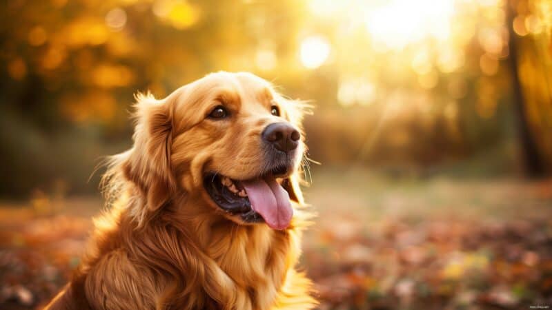 Dog 4K Wallpaper - PixelsTalk
