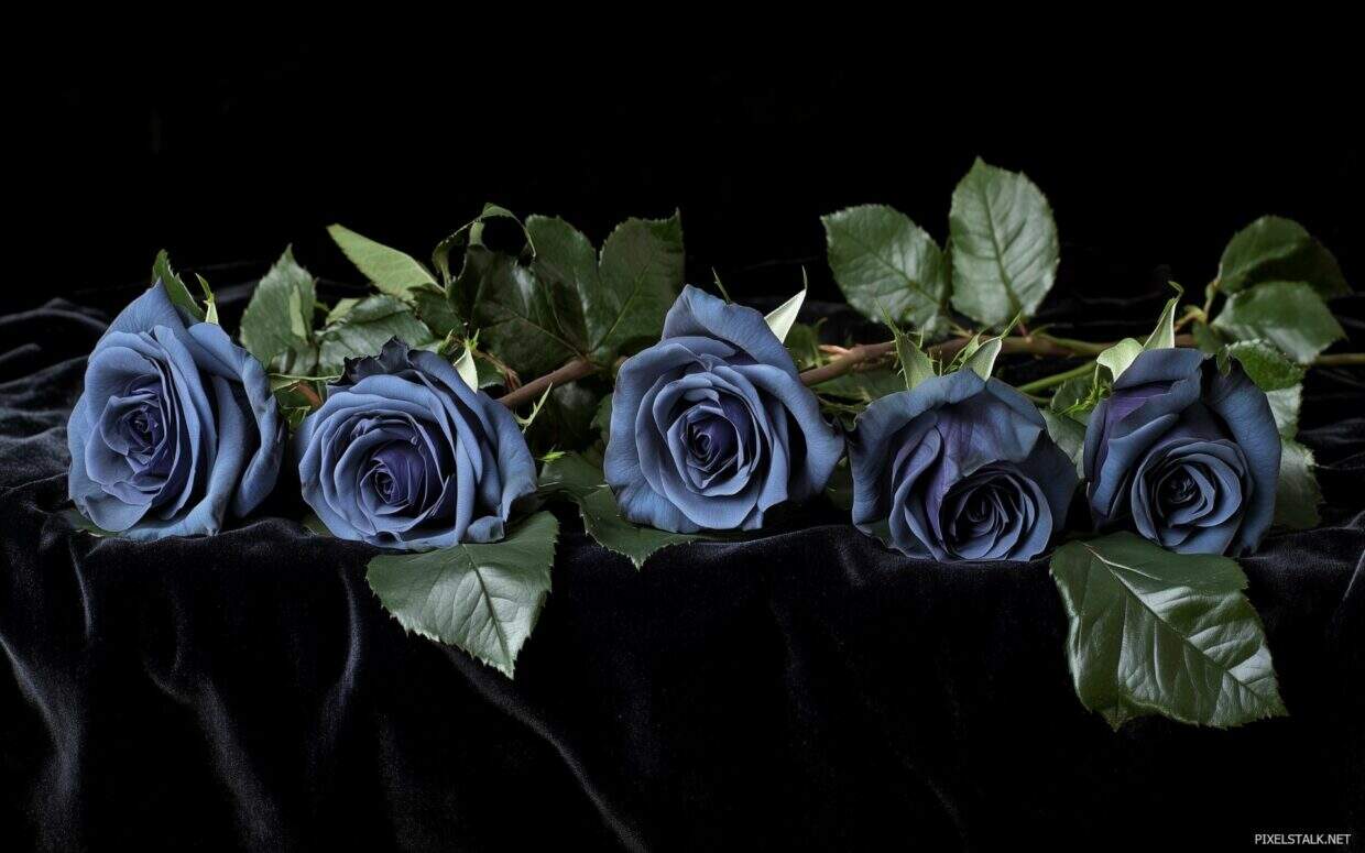 Dark Rose Wallpapers - PixelsTalk