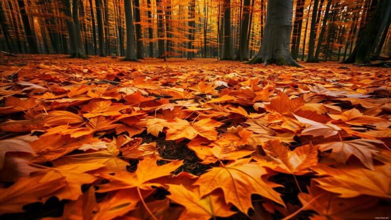 Autumn Leaves Desktop Wallpapers - PixelsTalk