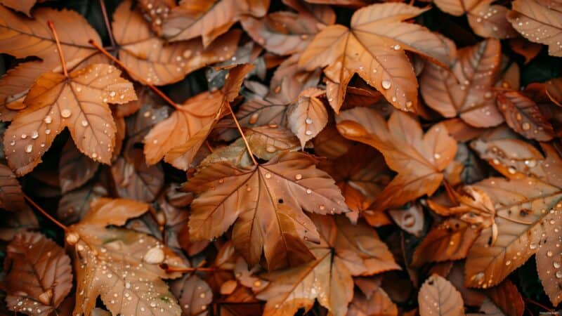 Autumn Leaves Desktop Wallpapers - PixelsTalk