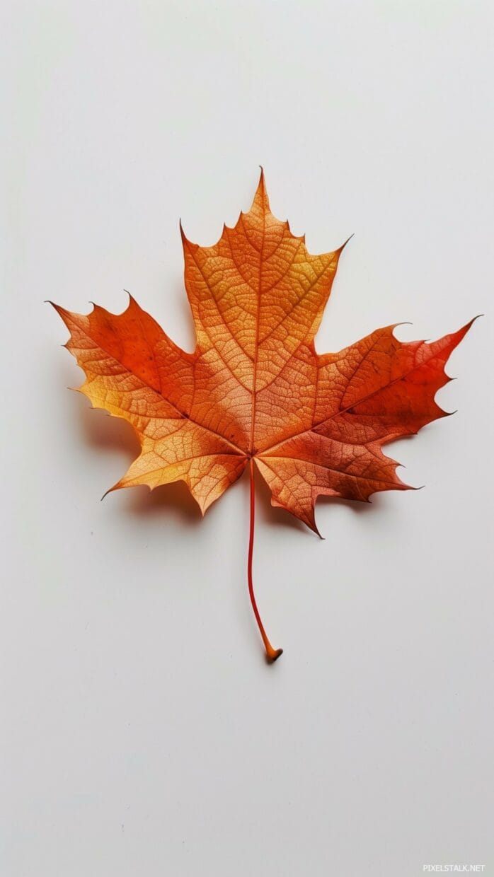 Fall phone wallpapers - PixelsTalk