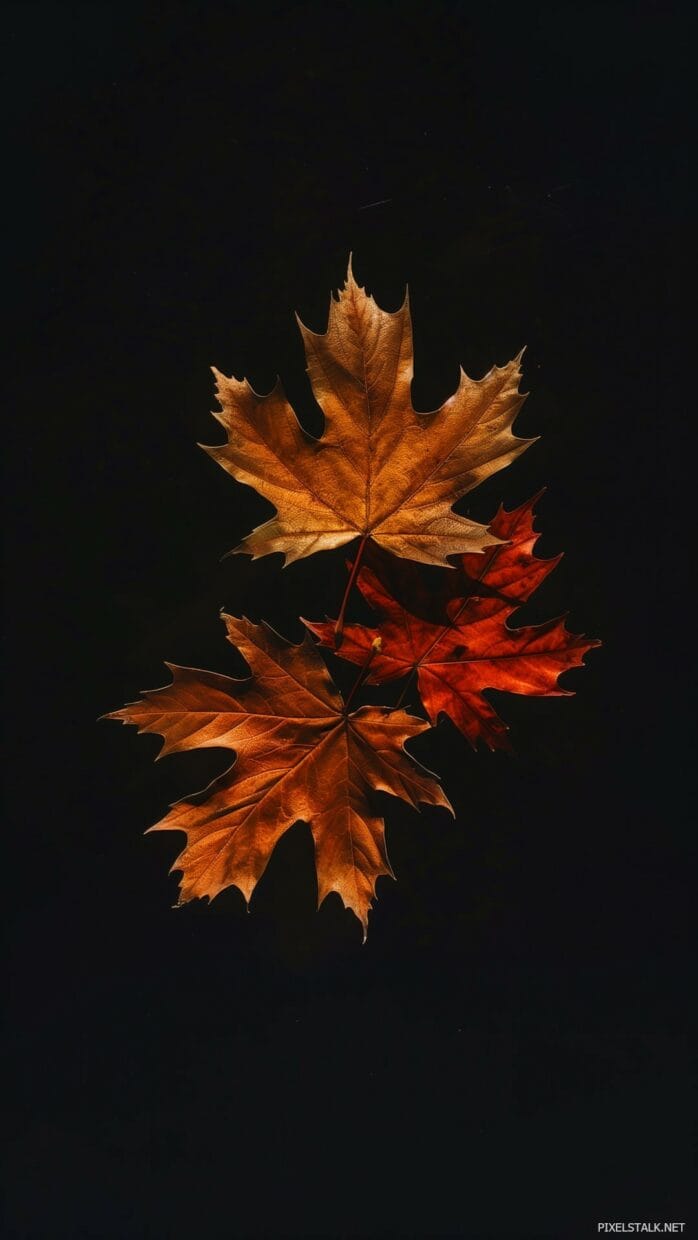 Fall phone wallpapers - PixelsTalk