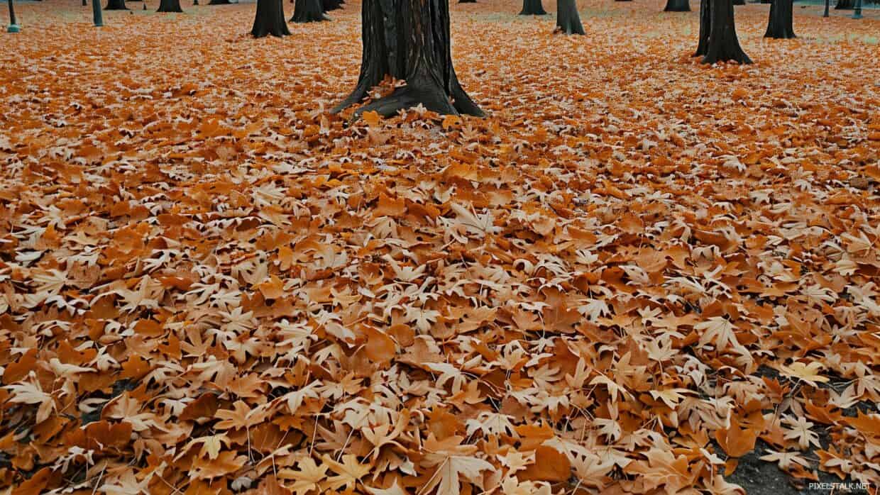 Autumn Leaves Desktop Wallpapers - PixelsTalk
