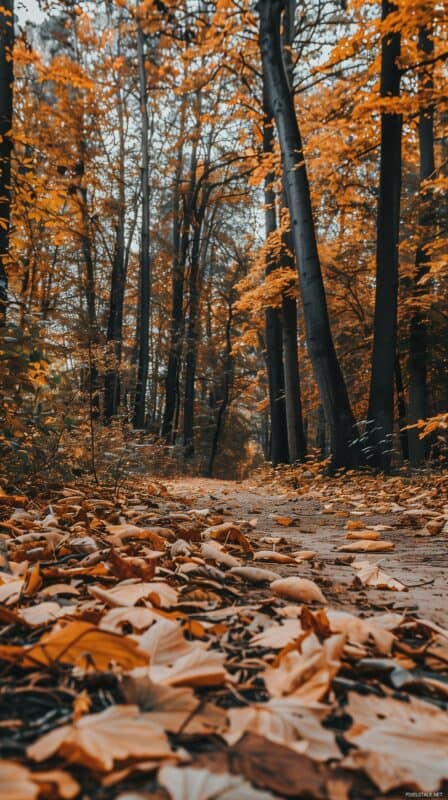 Autumn Phone Wallpapers - PixelsTalk