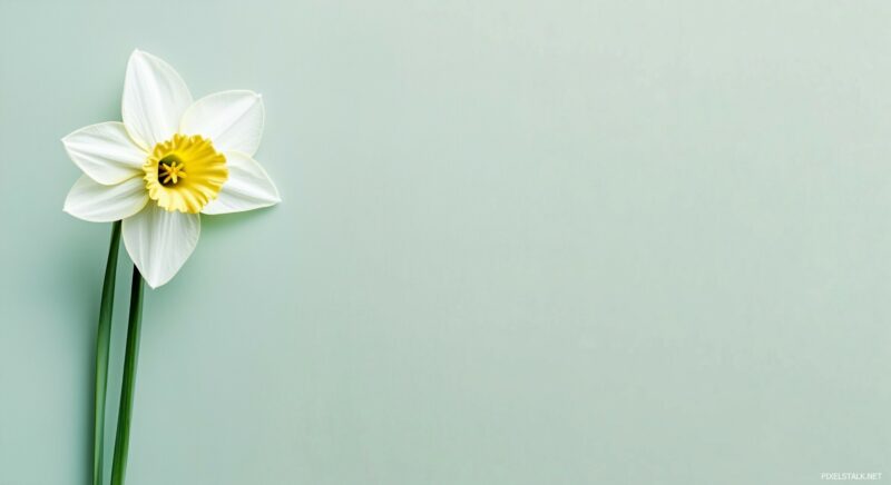 Minimalist Spring Wallpaper HD - PixelsTalk
