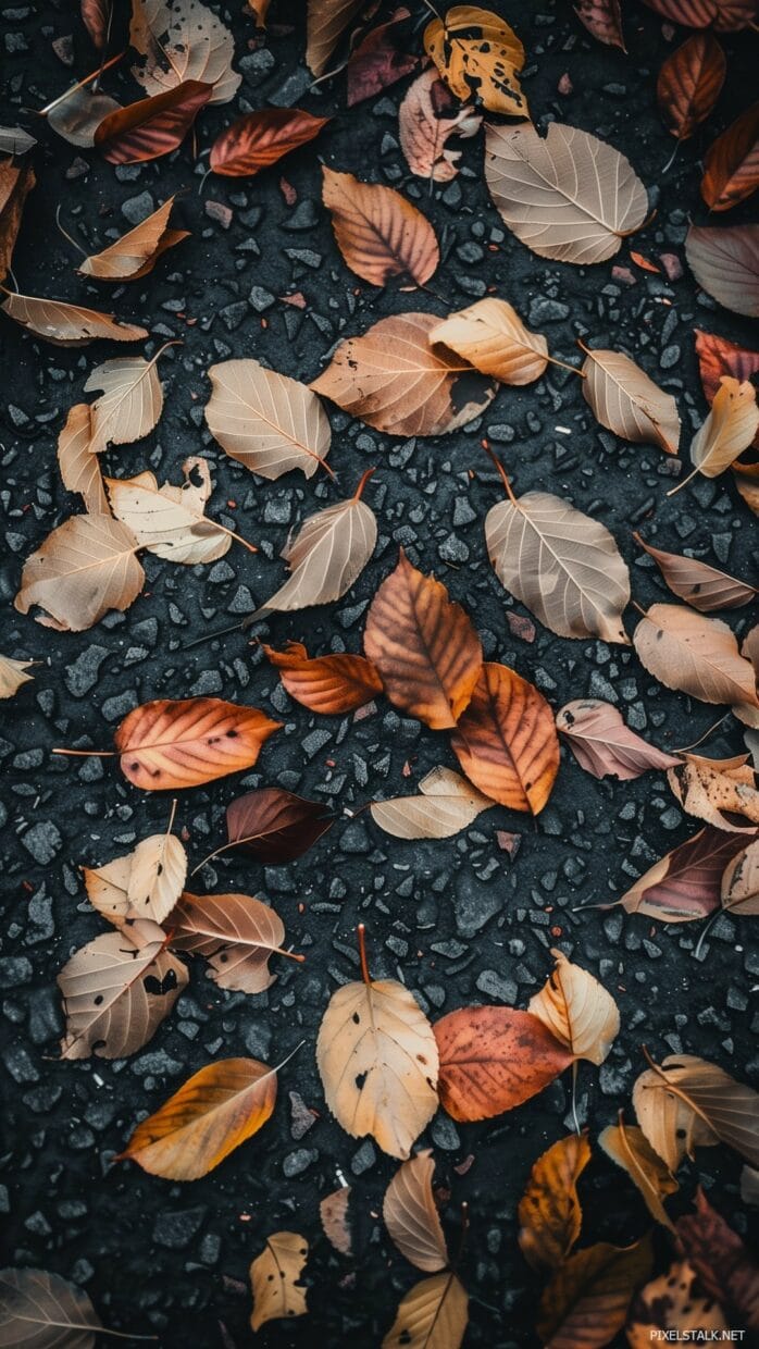 Autumn Phone Wallpapers - PixelsTalk