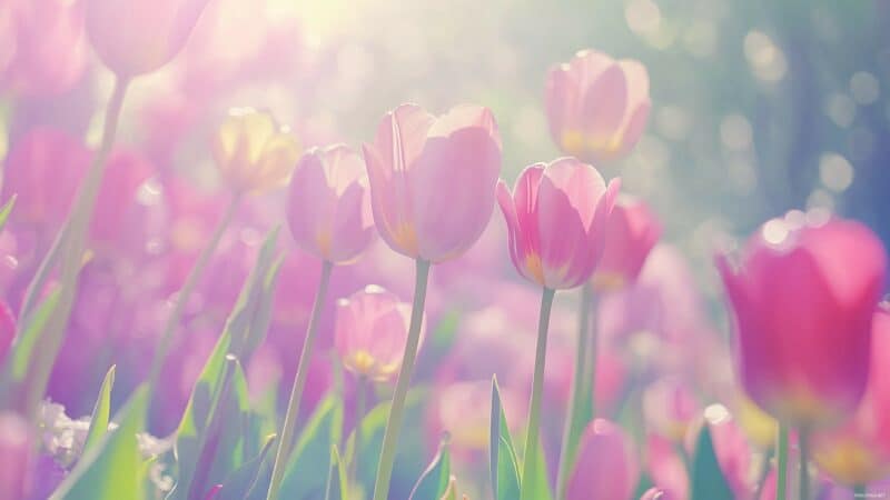 Spring Flowers Desktop Wallpapers HD - PixelsTalk
