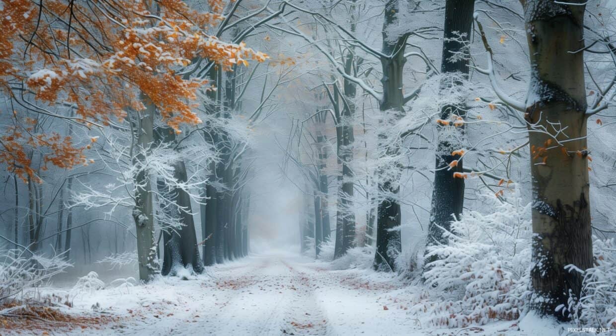 Winter Scene Desktop Wallpapers - PixelsTalk