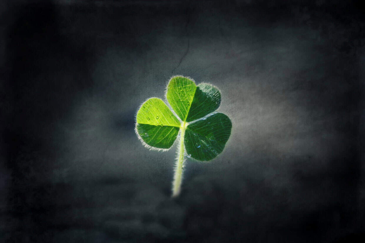 Clover Desktop Background - PixelsTalk