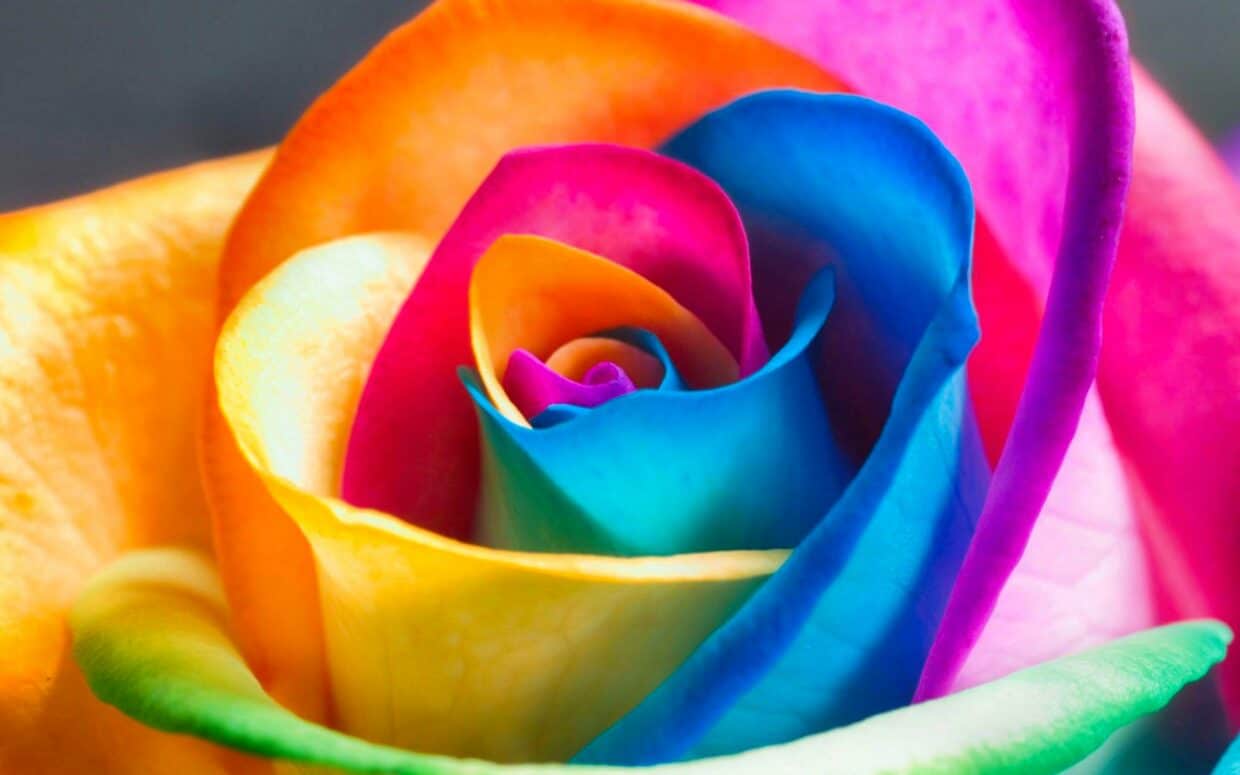 Colorful Flowers Wallpapers HD - PixelsTalk