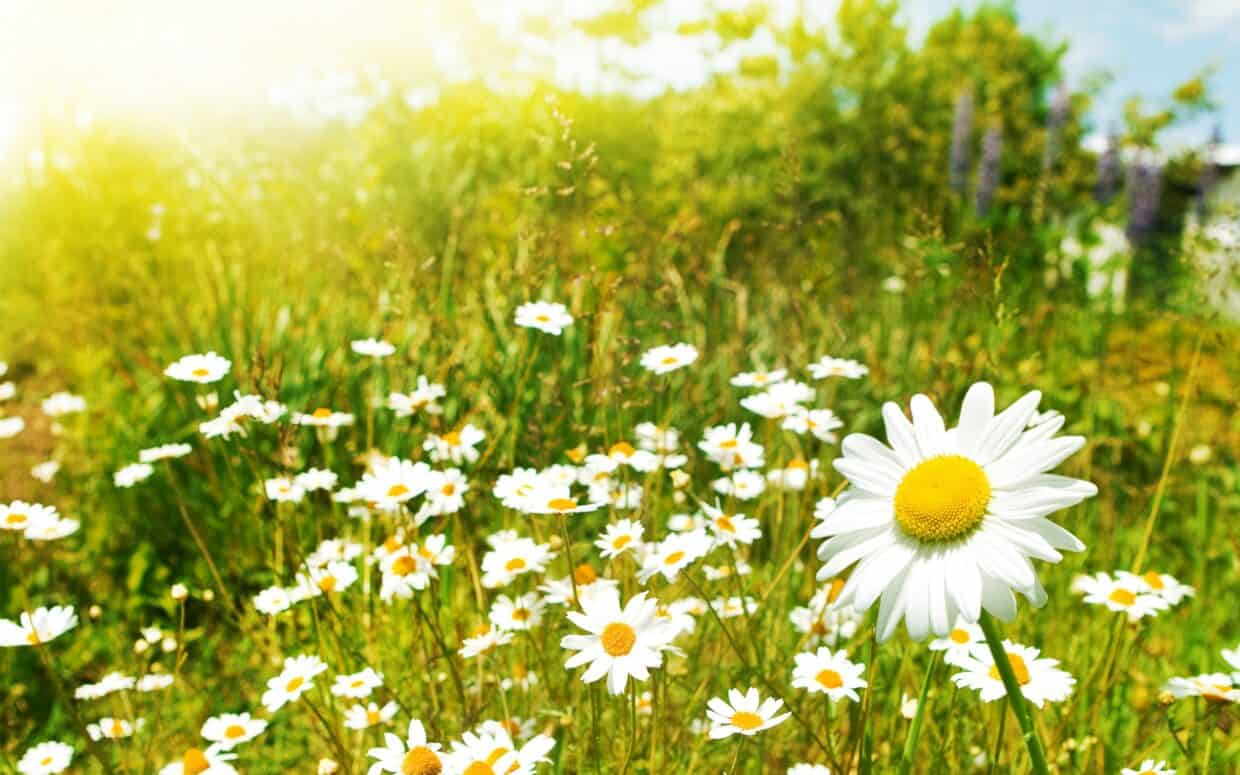 Desktop Daisy HD Wallpapers - PixelsTalk