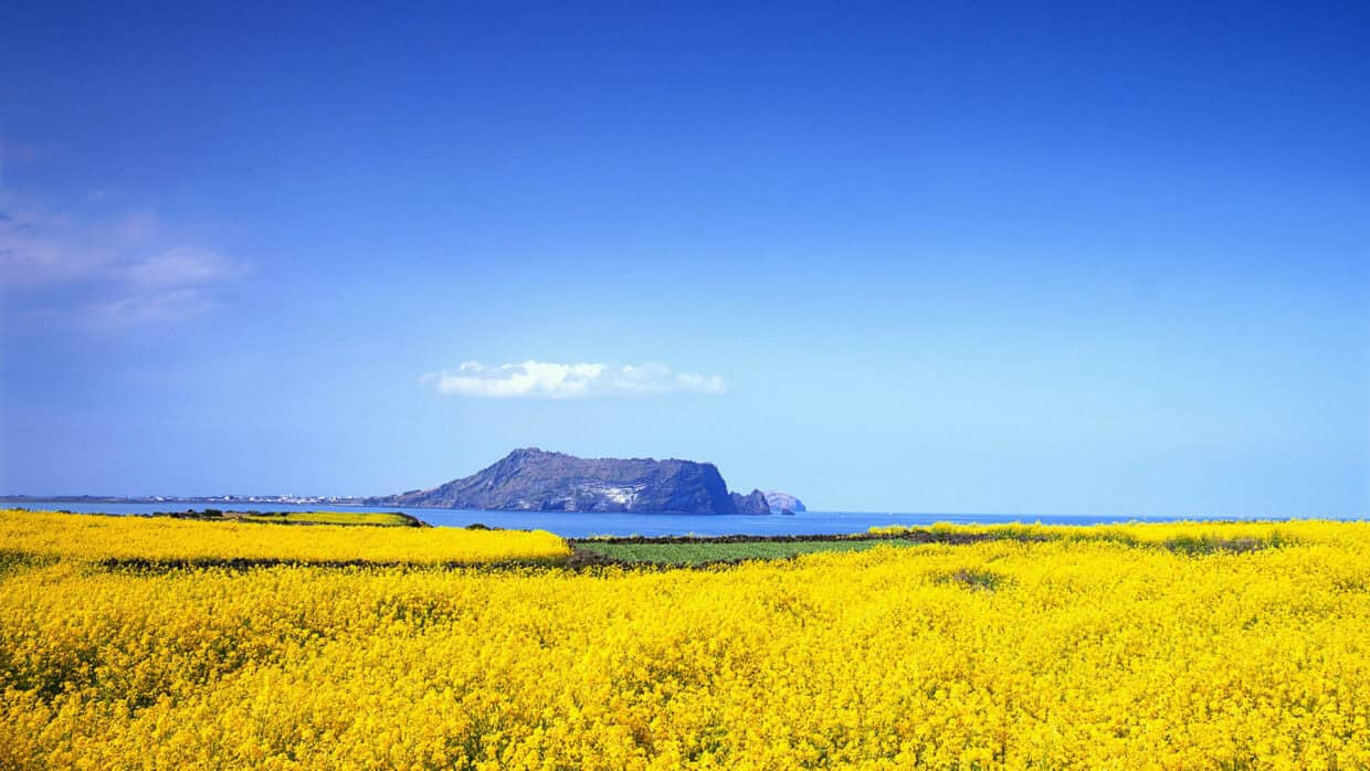 Field Wallpapers HD - PixelsTalk