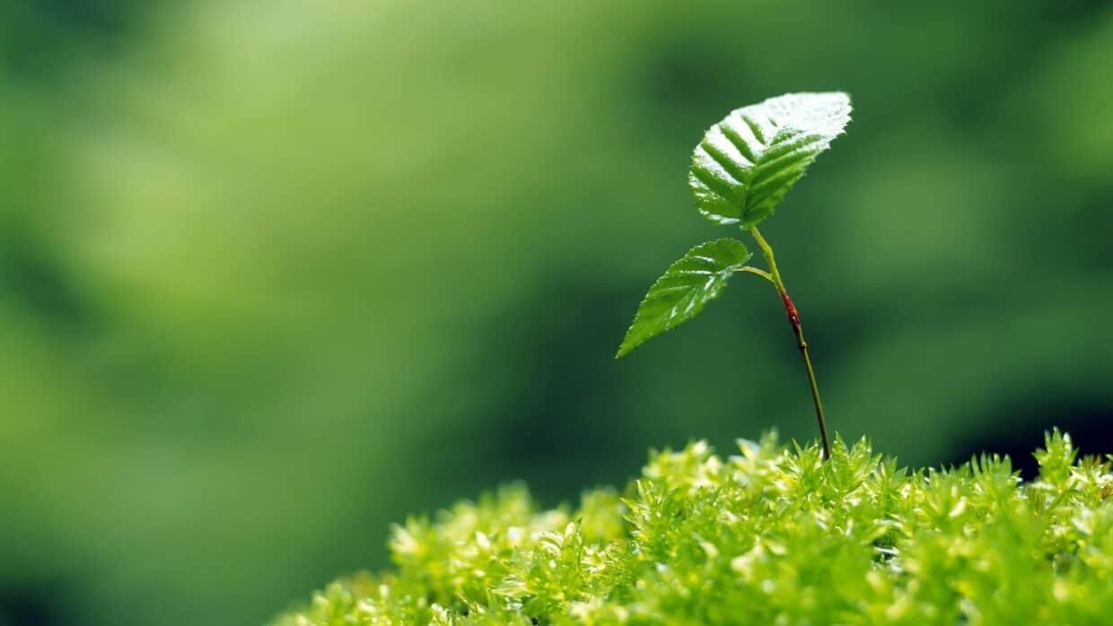 HD Sprout Wallpaper - PixelsTalk