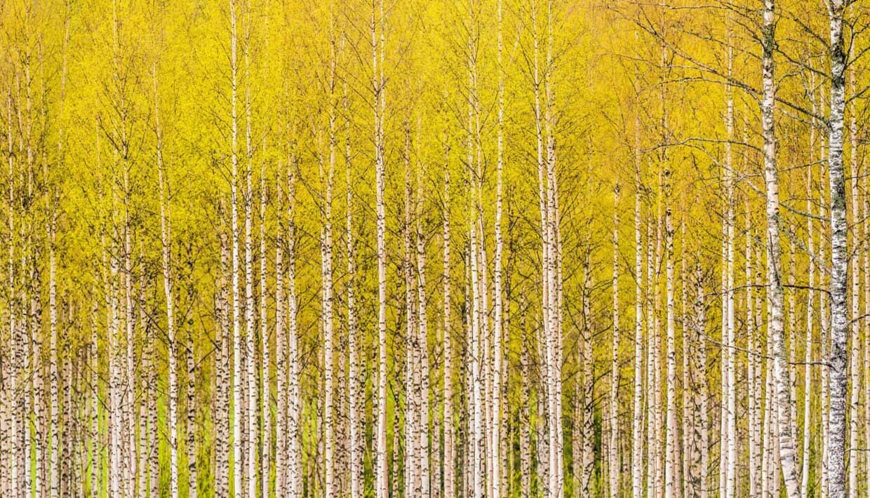 Birch Tree Wallpapers - PixelsTalk