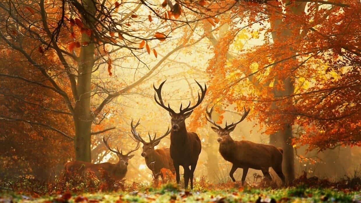 Wild Wallpaper HD - PixelsTalk