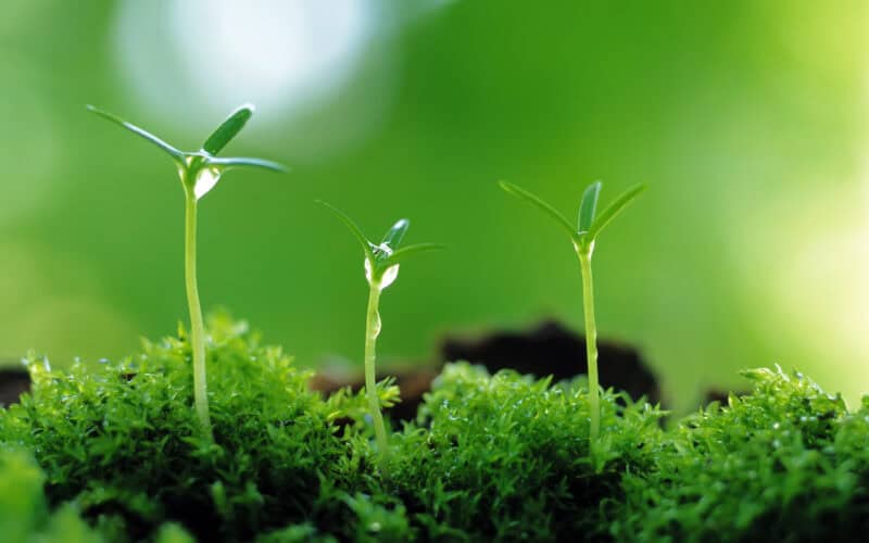 HD Sprout Wallpaper - PixelsTalk