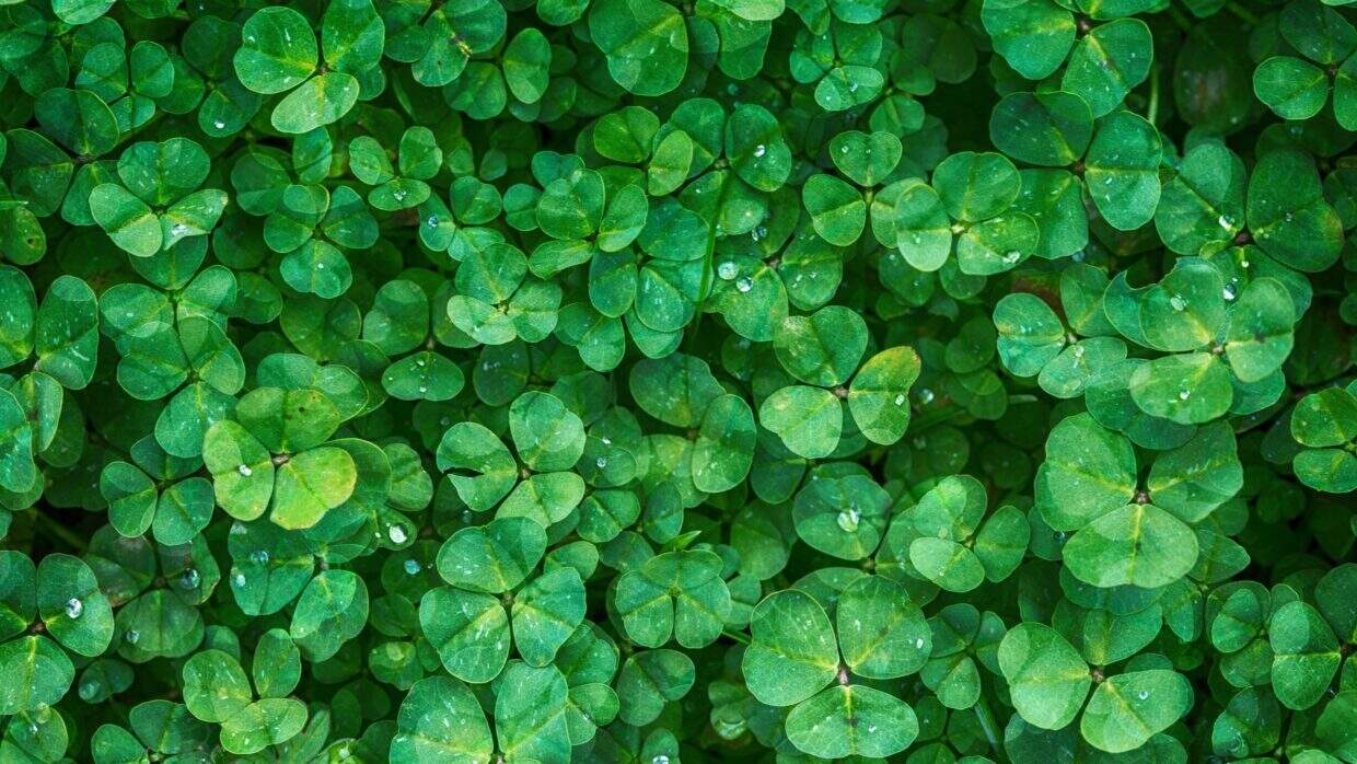 Clover Desktop Background - PixelsTalk