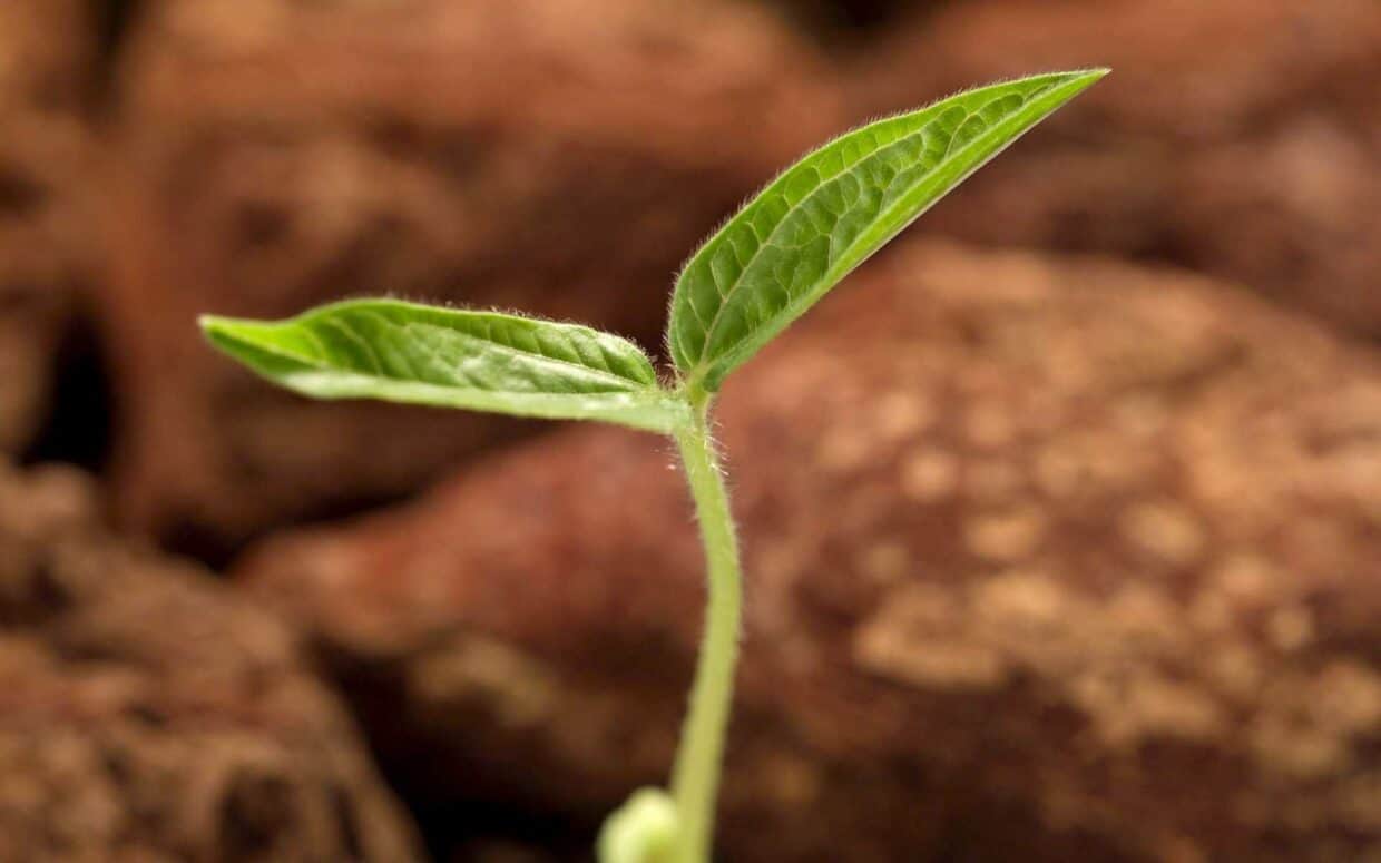 HD Sprout Wallpaper - PixelsTalk