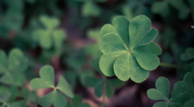 Clover Desktop Background - PixelsTalk