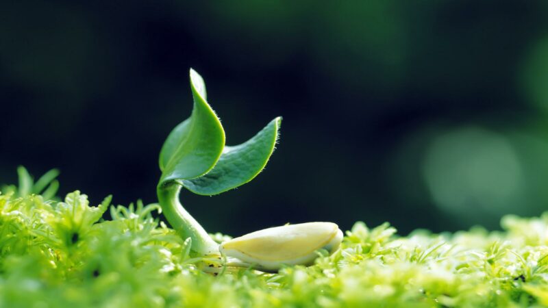 HD Sprout Wallpaper - PixelsTalk
