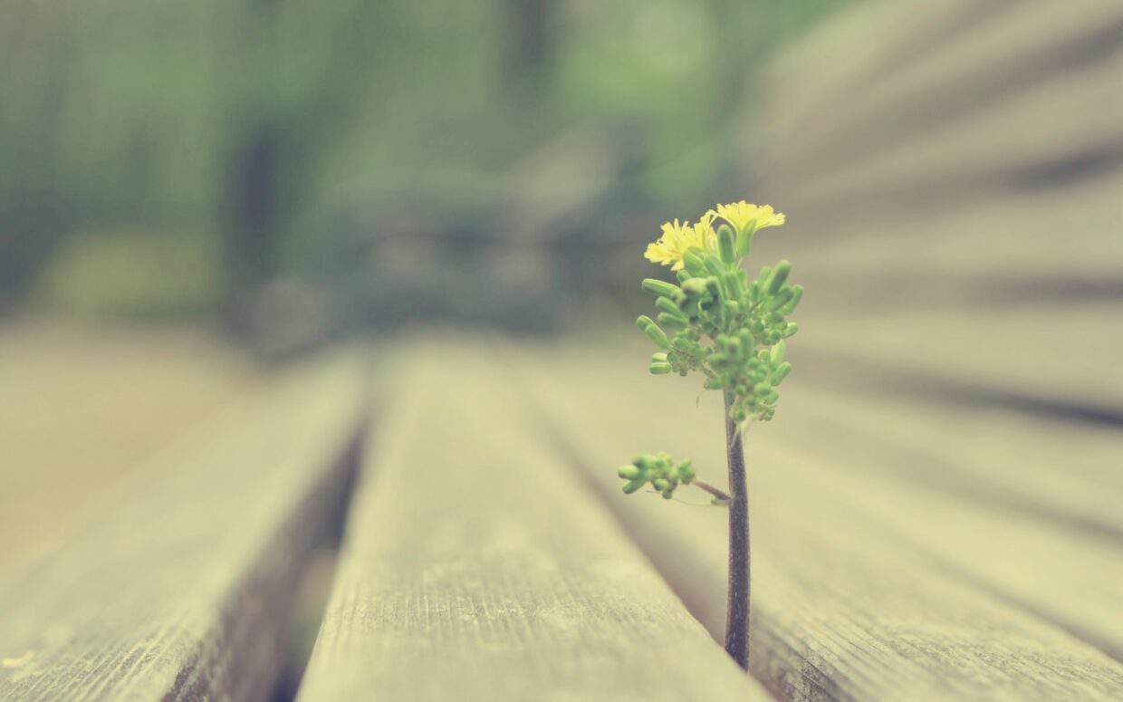 HD Sprout Wallpaper - PixelsTalk
