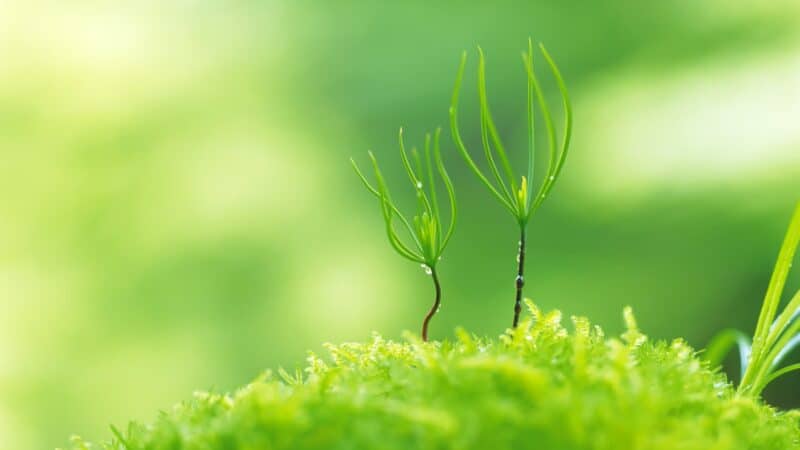 HD Sprout Wallpaper - PixelsTalk