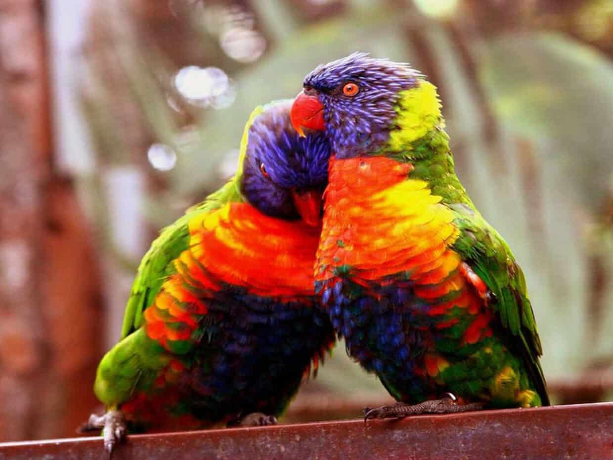 Birds Backgrounds - PixelsTalk