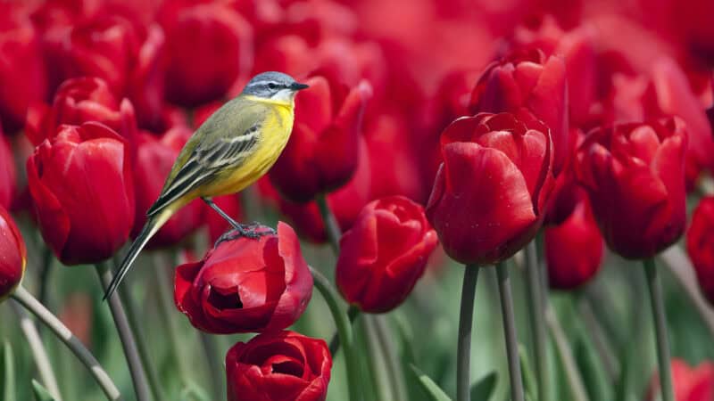 Birds Backgrounds - PixelsTalk